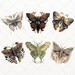 20 Magical Butterflies, Magic Moths, Butterfly PNG Bundle, Witch Clip ...