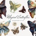 20 Magical Butterflies, Magic Moths, Butterfly PNG Bundle, Witch Clip ...