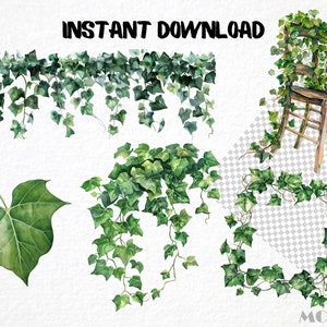 Watercolor Ivy Plant Clipart 34 Png, Climbing Ivy Vines Graphics ...