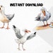 Funny Seagulls Clipart 20 Png, Goofy Seagull Birds, Silly Gulls ...