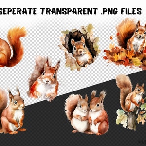 Watercolor Squirrel Clipart, Autumn Forest Animal Art (25 PNG) Digital ...