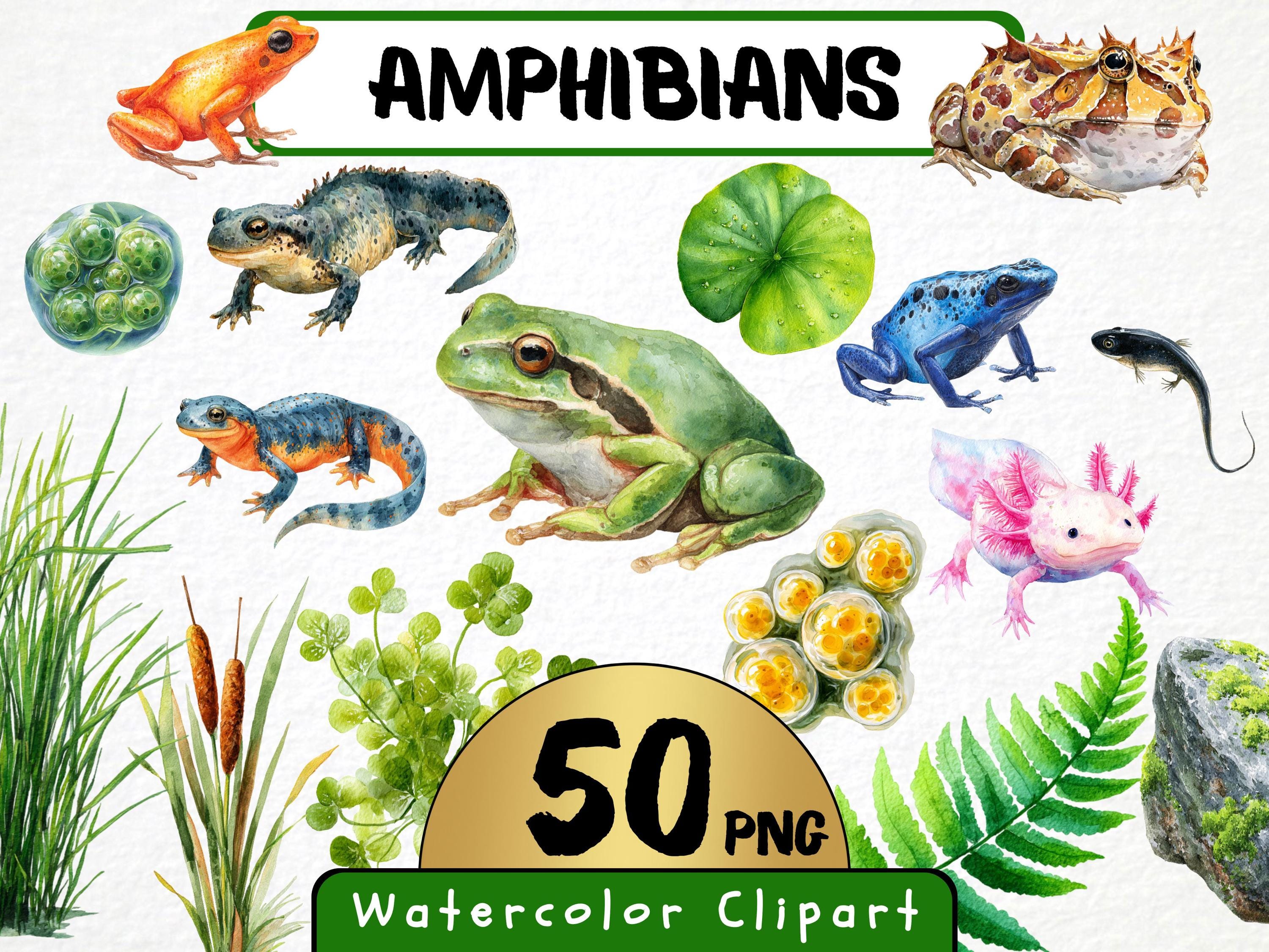 Watercolor Amphibians Clipart, Frog, Axolotl, Lily Pad (50 PNG ...