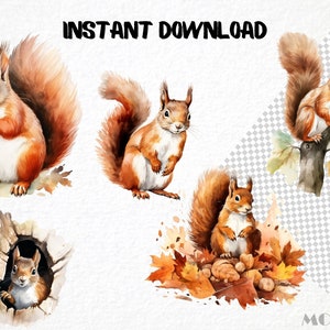 Watercolor Squirrel Clipart, Autumn Forest Animal Art (25 PNG) Digital ...