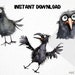 Funny Crows Clipart 14 Png, Cute Caricature Birds, Silly Raven ...
