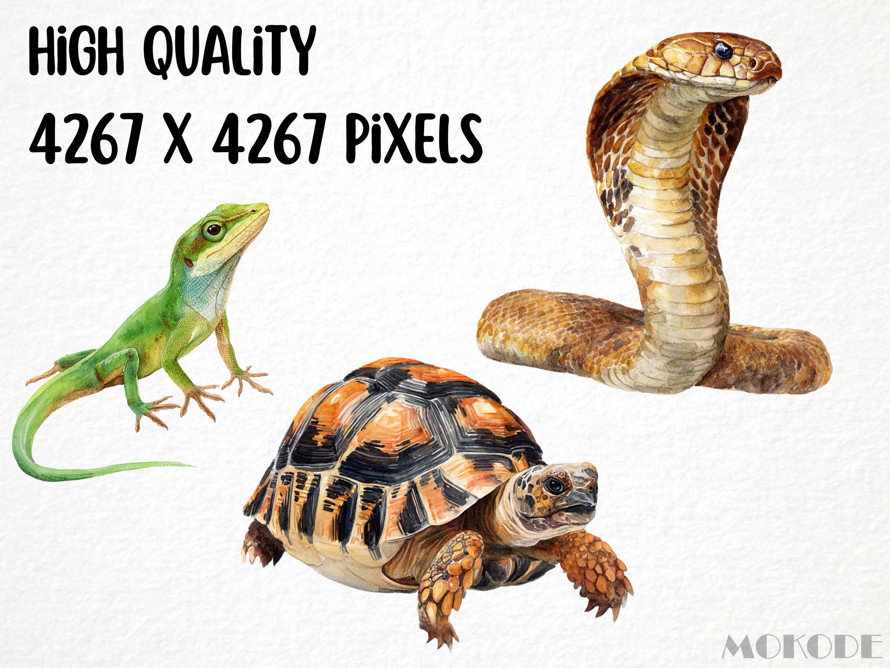 Watercolor Reptiles Clipart, Desert Animals Illustration (50 PNG) - Etsy