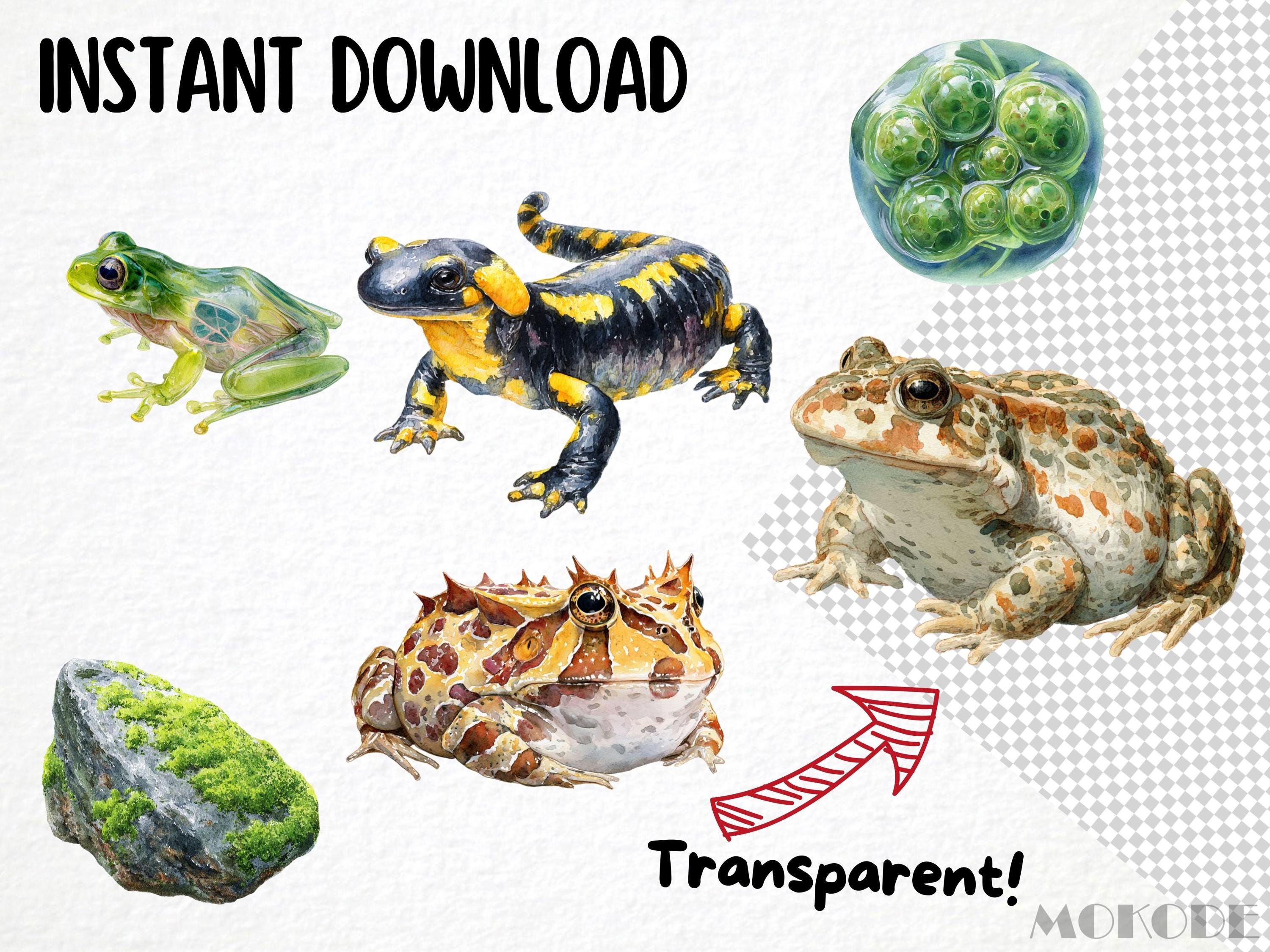 Watercolor Amphibians Clipart, Frog, Axolotl, Lily Pad (50 PNG ...