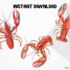 Watercolor Lobster Clipart 8 Png, Marine Life Art, Sea Food ...