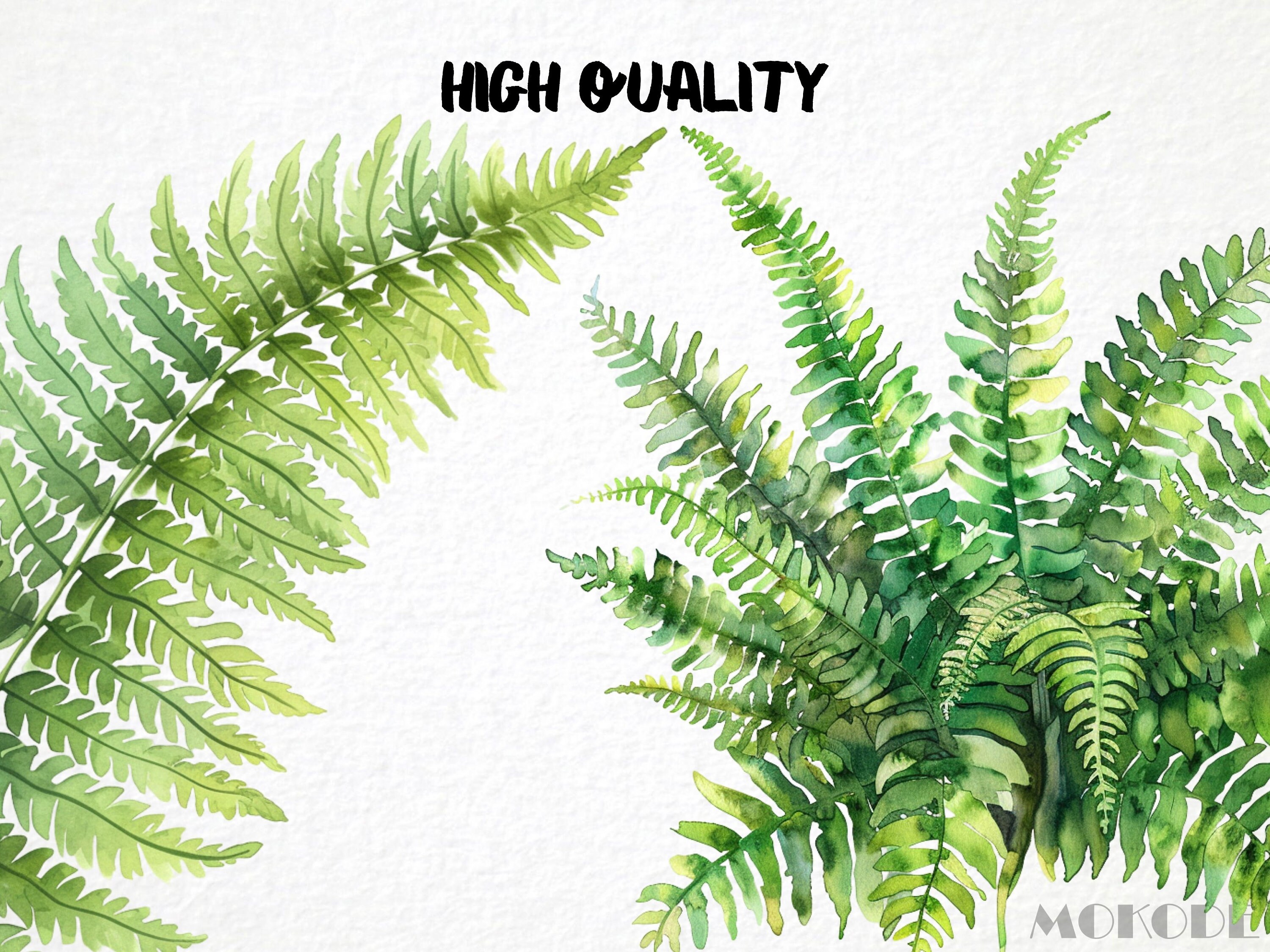 Watercolor Ferns Clipart 18 Png, Forest Fern Plants Graphics, Fern Leaf ...