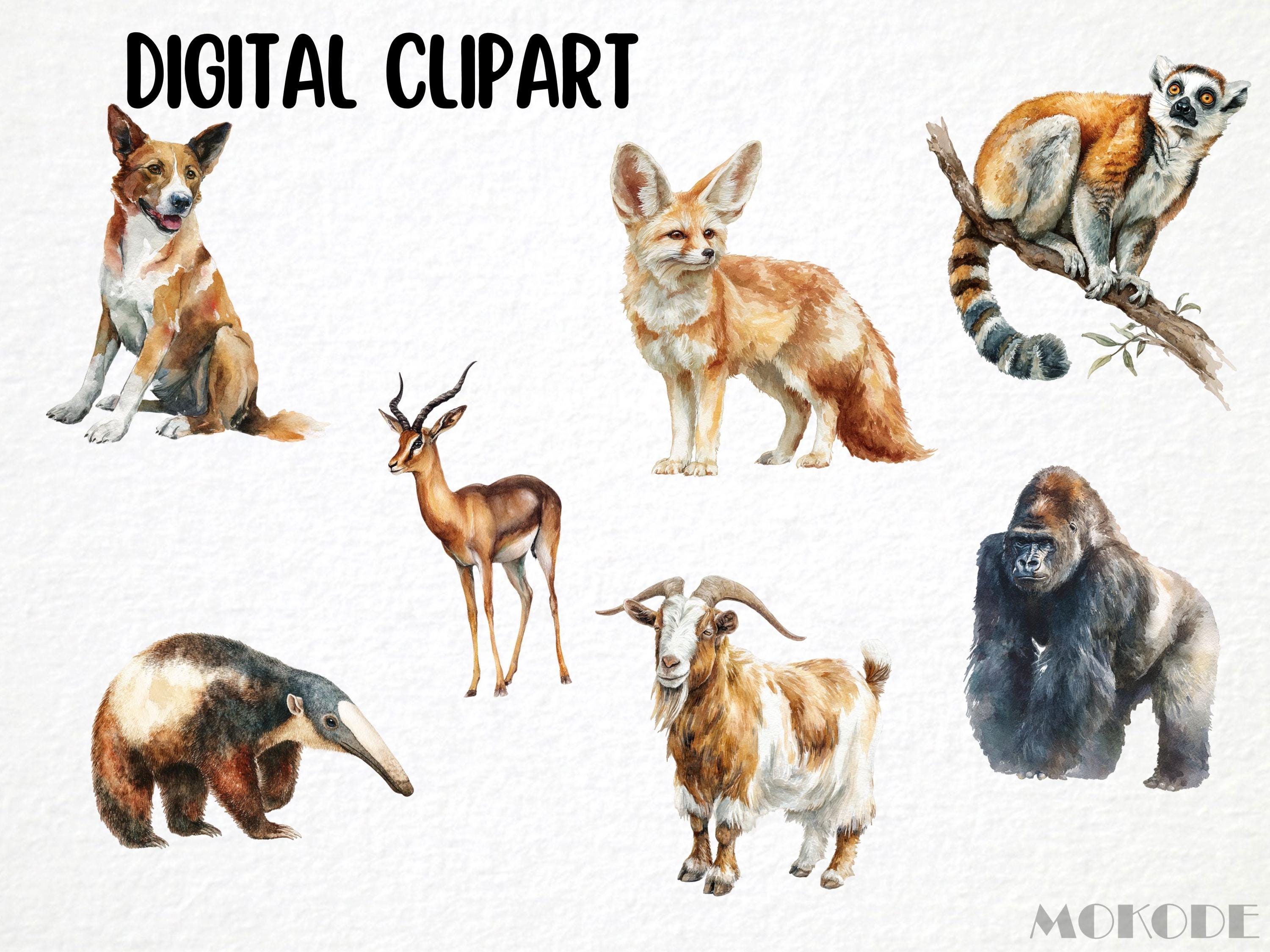 Watercolor Mammals Clipart 105 Png, Zoo Animals, Educational Africa ...