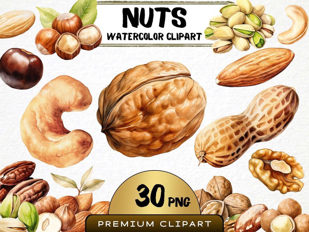 Watercolor Nuts Clipart, 30 Png, Peanut Graphics, Walnut, Hazelnut ...