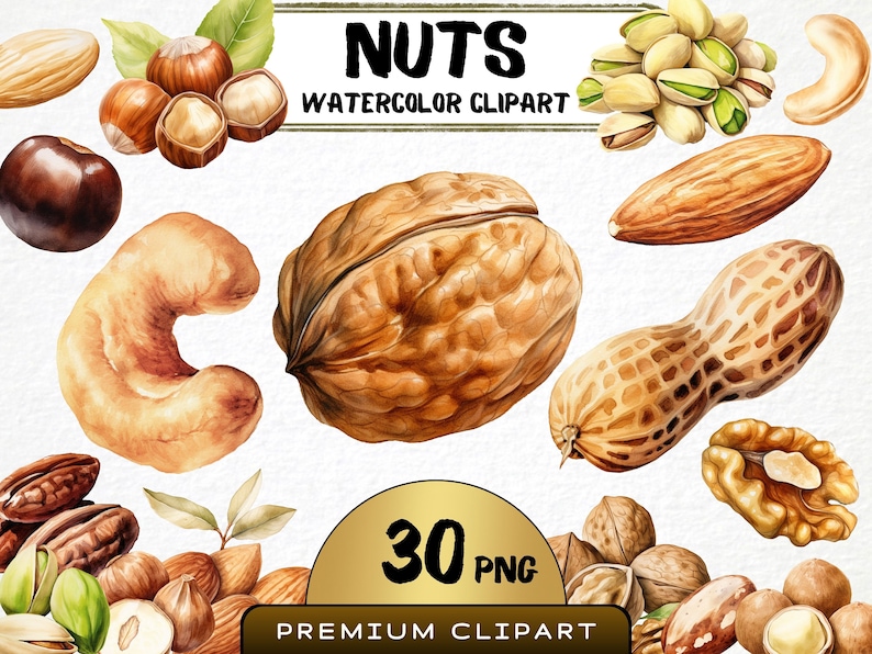 Watercolor Nuts Clipart, 30 Png, Peanut Graphics, Walnut, Hazelnut ...