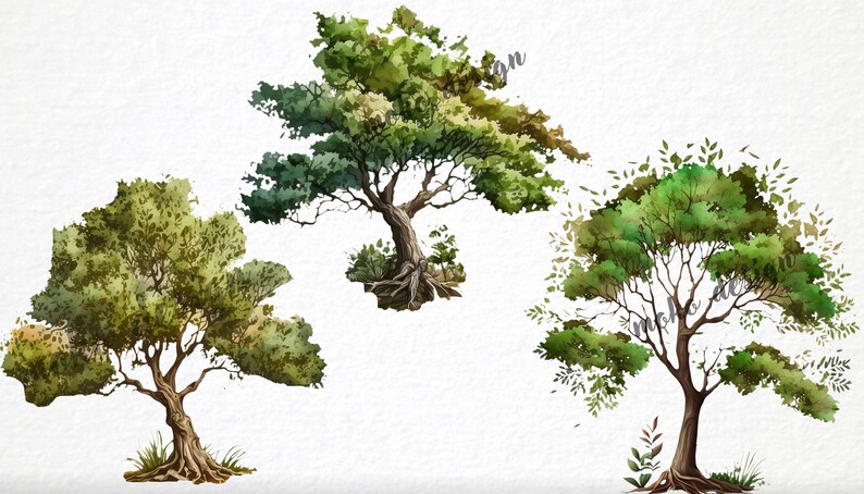 15 Watercolor Summer Tree of Life Clipart PNG Colorful Tree - Etsy