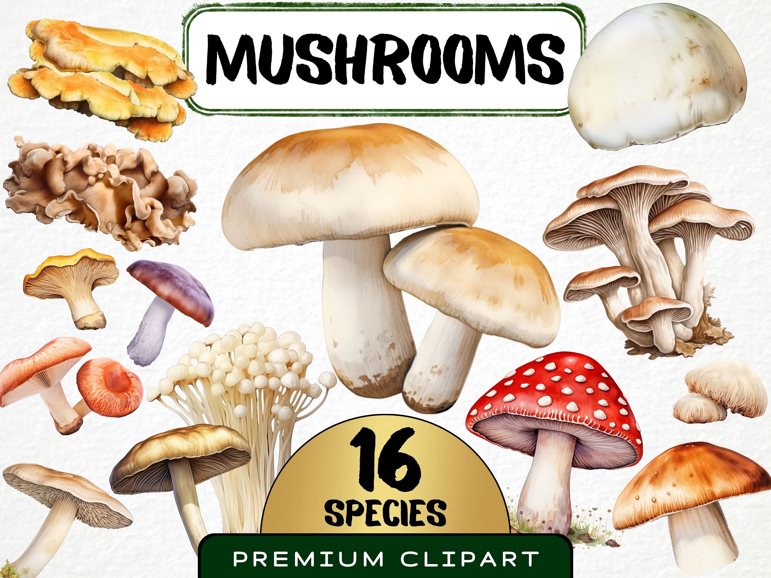 Watercolor Mushroom Clipart 16 Png Mushroom Species - Etsy
