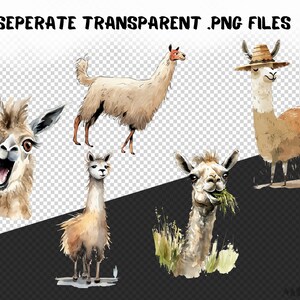 Funny Llama Clipart 32 Png, Cute Caricature Alpaca, Quirky Farm Animal ...