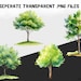 Watercolor Summer Tree Clipart 12 Png, Green Tree Graphics, Garden ...