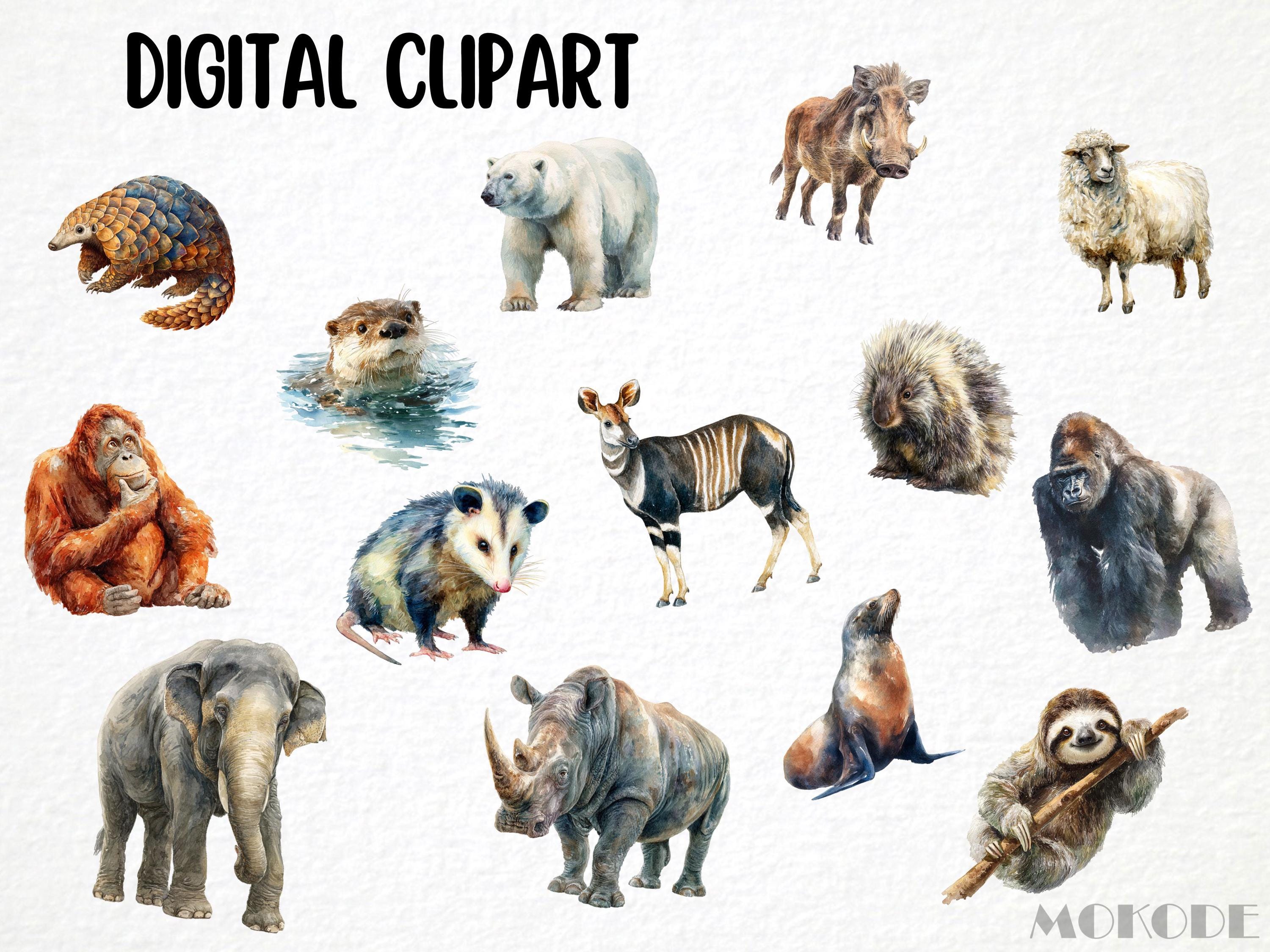Watercolor Mammals Clipart 105 Png, Zoo Animals, Educational Africa ...