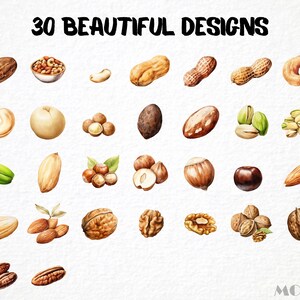 Watercolor Nuts Clipart, 30 Png, Peanut Graphics, Walnut, Hazelnut ...
