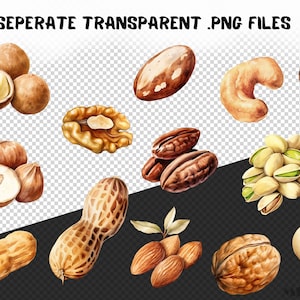 Watercolor Nuts Clipart, 30 Png, Peanut Graphics, Walnut, Hazelnut ...