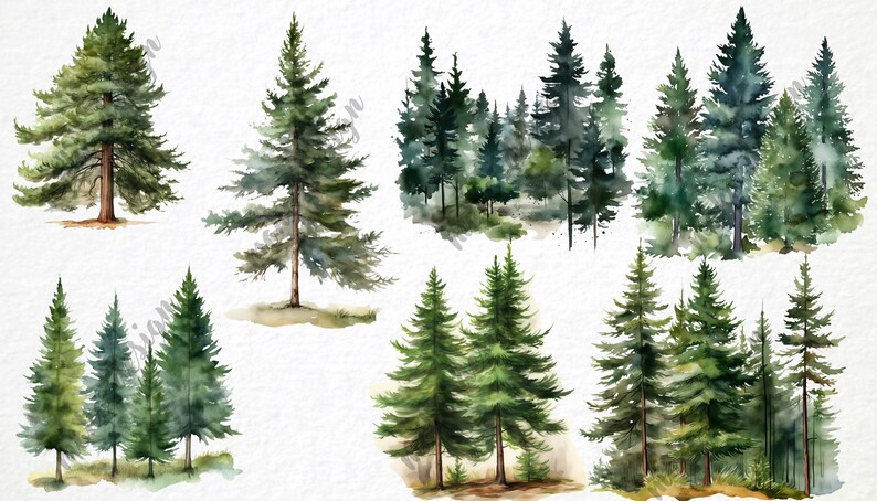 18 Watercolor Pine Tree Clipart Forest Png Pine Tree Png - Etsy