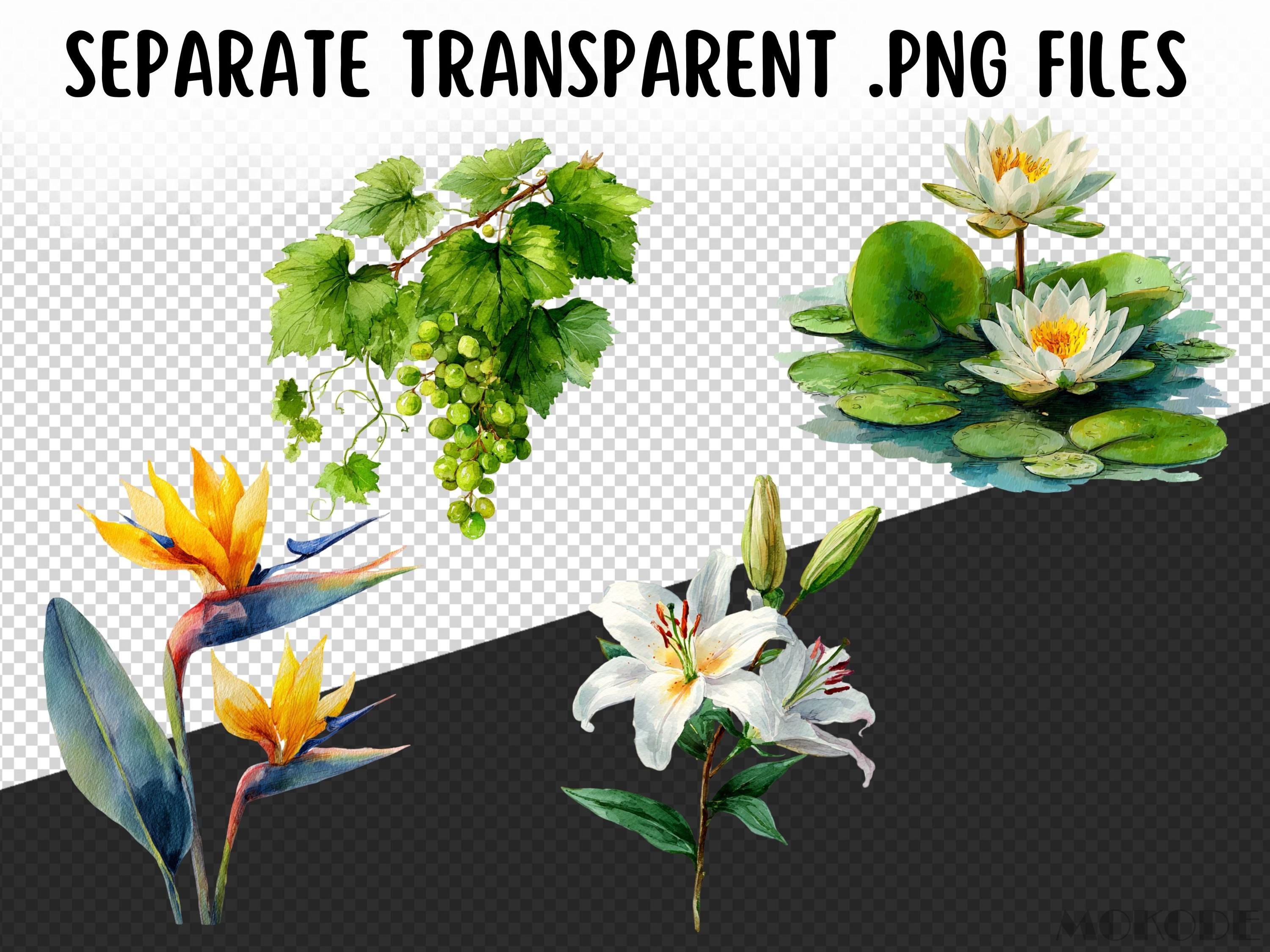 Watercolor Plants Clipart, Floral Foliage Bundle (74 PNG, Instant ...
