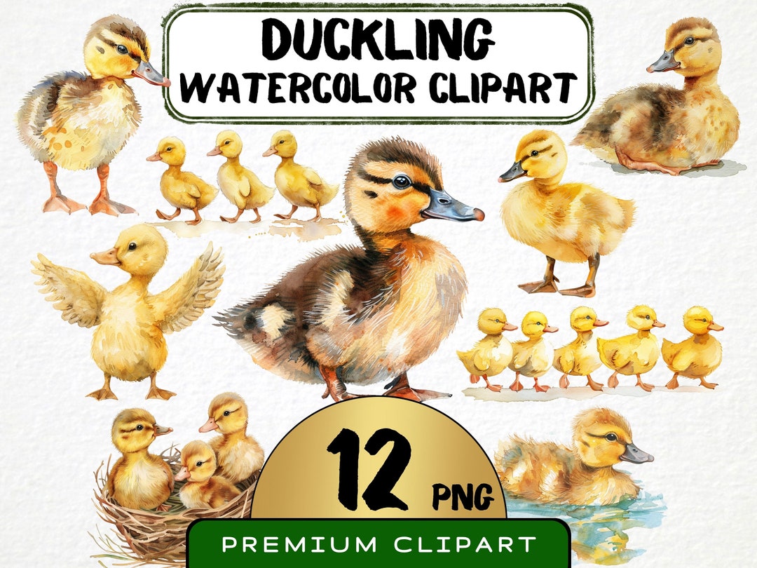 Watercolor Duckling Clipart 12 Png, Baby Duck Illustration, Printable ...