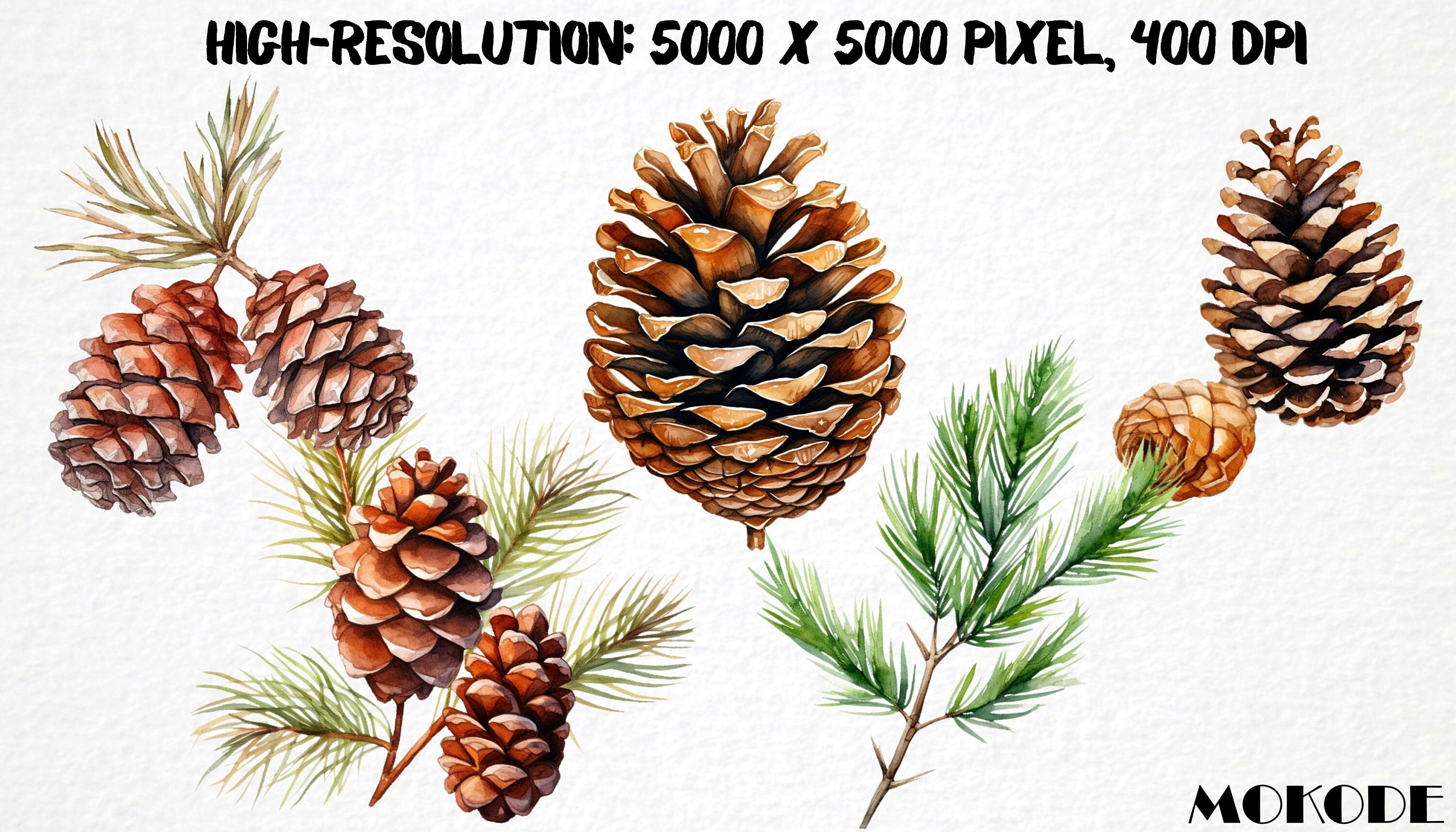 Watercolor Pine Cone Clipart, Christmas Greenery PNG Set (digital ...