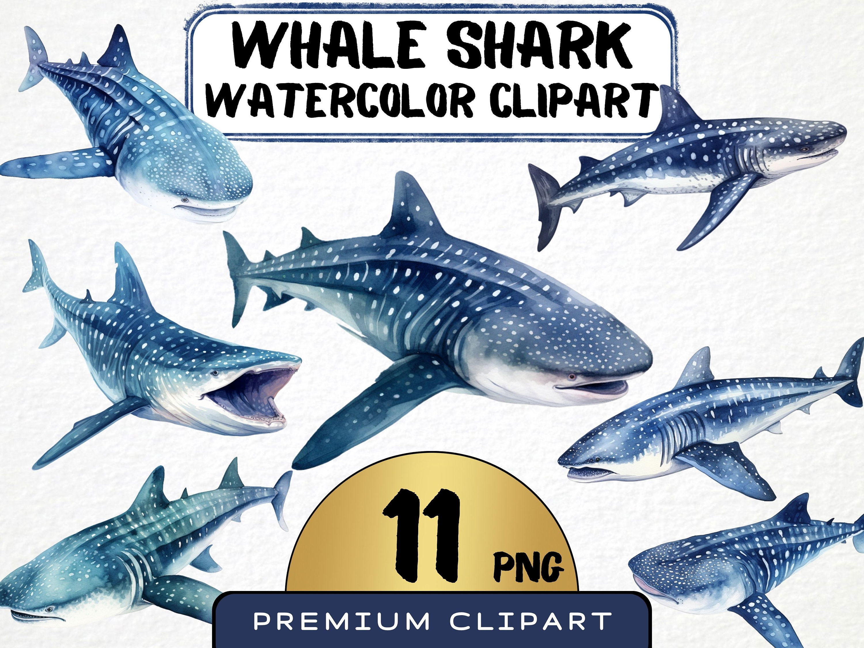 Watercolor Whale Shark Clipart, Marine Life Art (11 PNG) - Etsy
