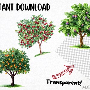 Fruit Trees Clipart 39 Png, Watercolor Summer Fruits Garden, Home Grown ...