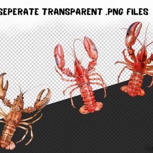 Watercolor Lobster Clipart 8 Png, Marine Life Art, Sea Food ...