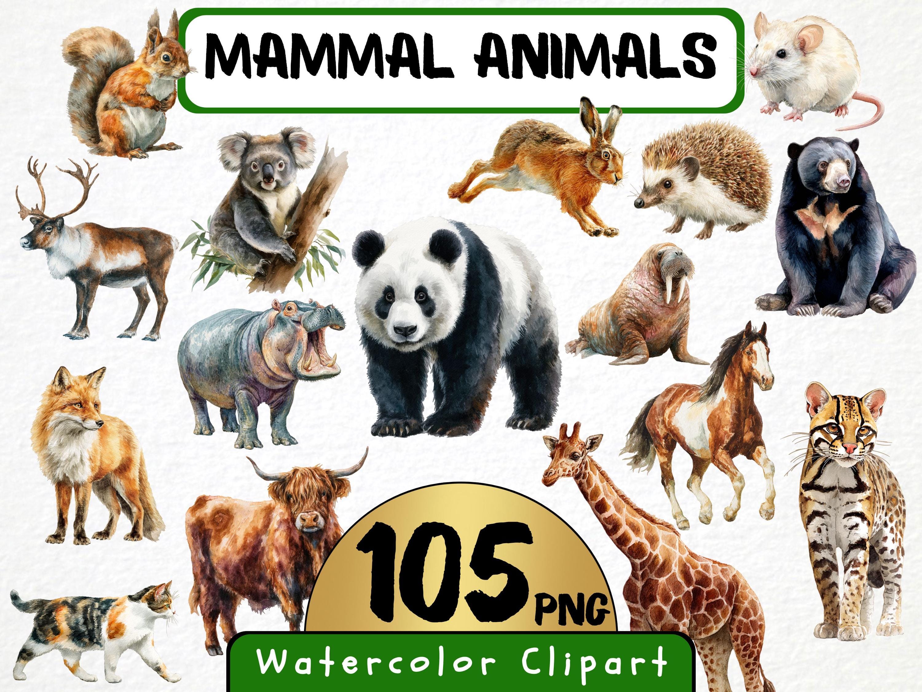 Watercolor Mammals Clipart 105 Png, Zoo Animals, Educational Africa ...