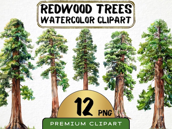 Redwood Illustration