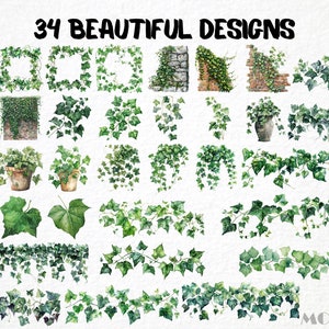 Watercolor Ivy Plant Clipart 34 Png, Climbing Ivy Vines Graphics ...