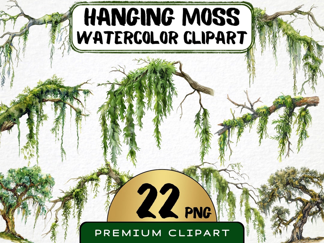 Watercolor Hanging Moss Clipart 22 Png, Spanish Moss Graphics ...