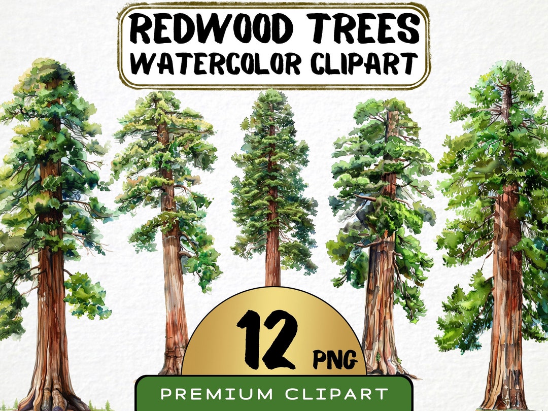 Watercolor Redwood Tree Clipart 12 Png, California Redwoods, Big Tree ...