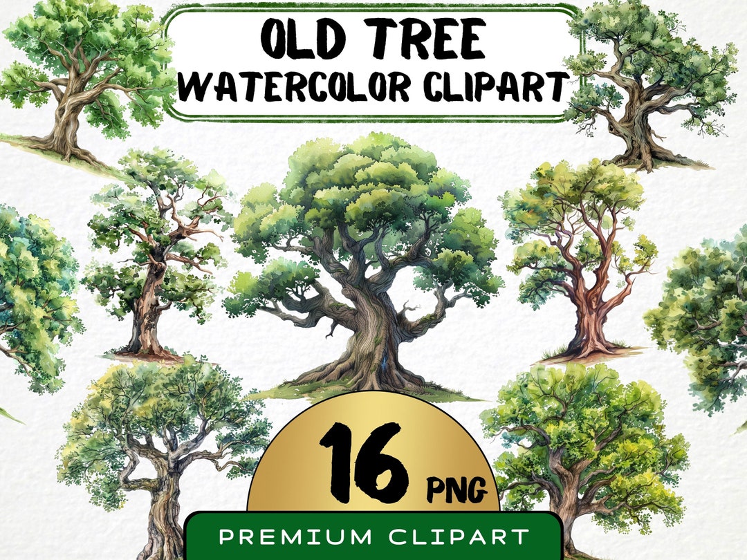 Watercolor Old Tree Clipart 16 Png, Mature Tree Trunk, Summer Plant ...