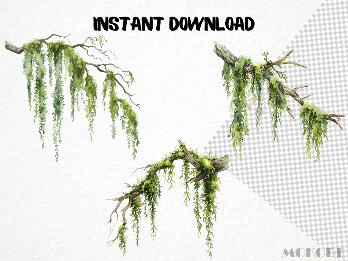 Watercolor Hanging Moss Clipart, Spanish Moss Graphics (22 PNG, Digital ...