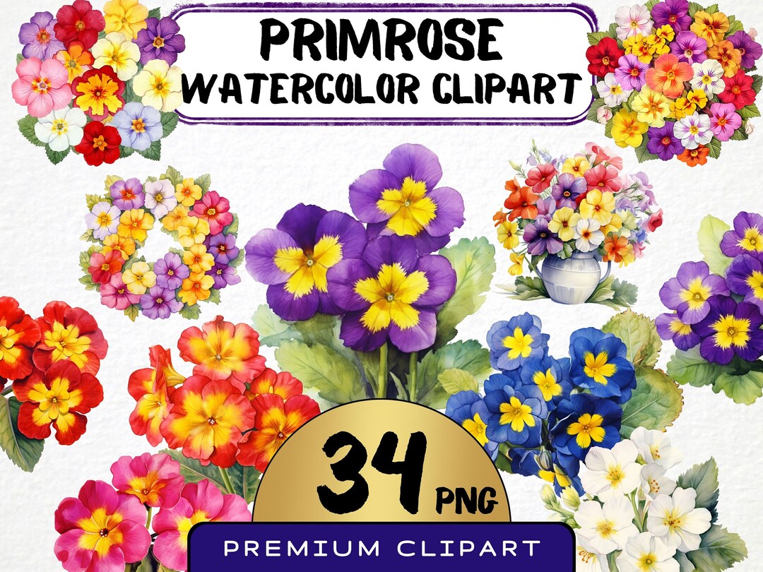 Primrose Flower Clipart 34 Png, Watercolor Primrose, Colorful Spring ...