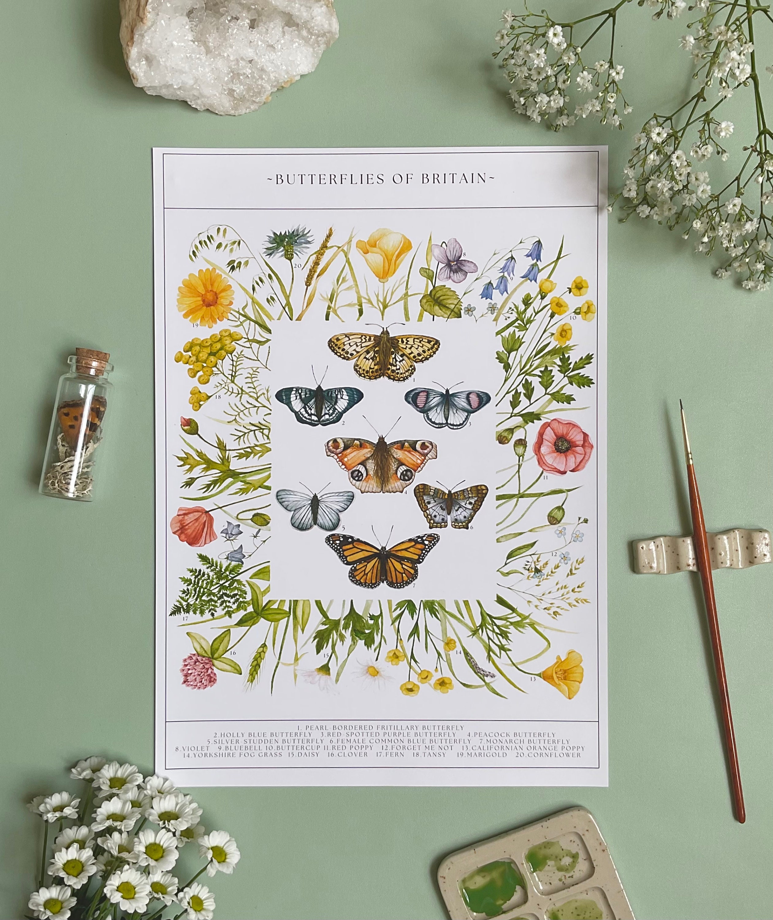 Butterflies of Britain Print, Annotated Butterfly Species Guide Poster ...