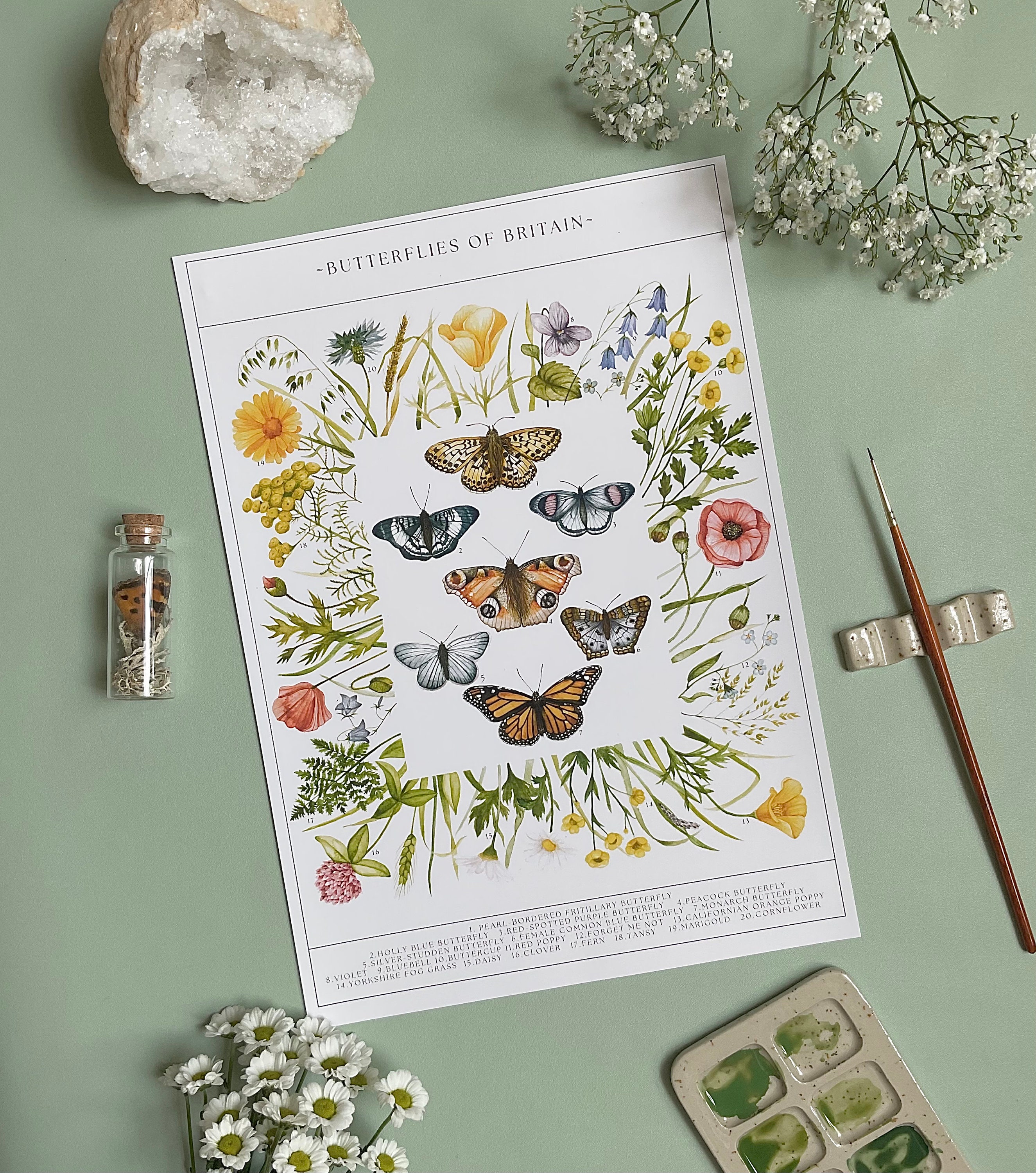 Butterflies of Britain Print, Annotated Butterfly Species Guide Poster ...