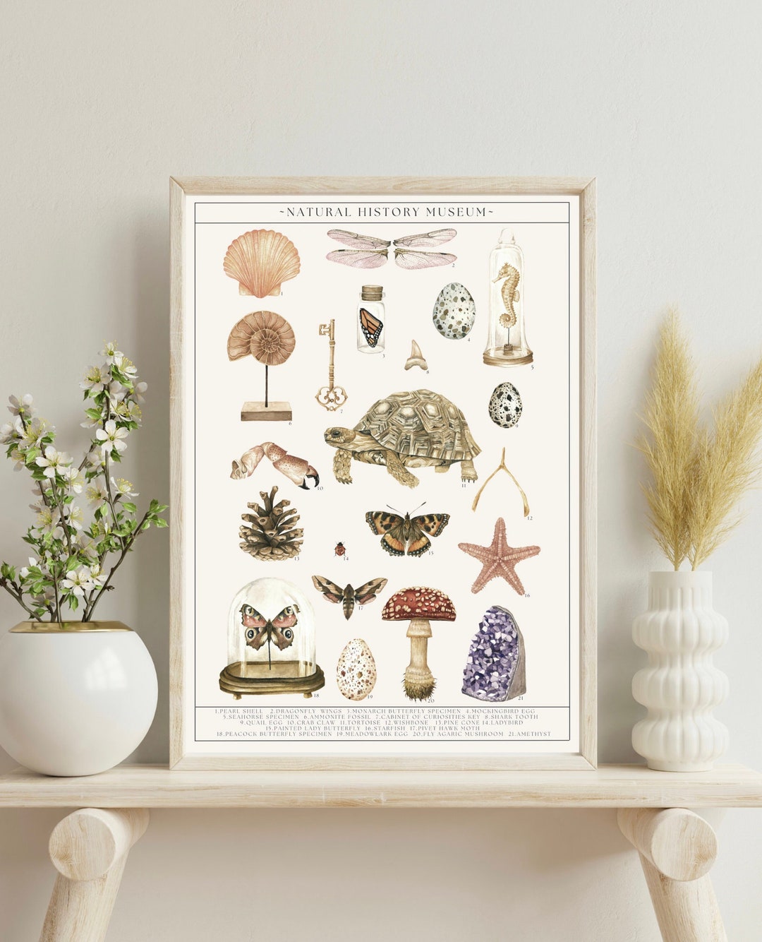 Natural History Museum Watercolour Print, Cabinet of Curiosities ...