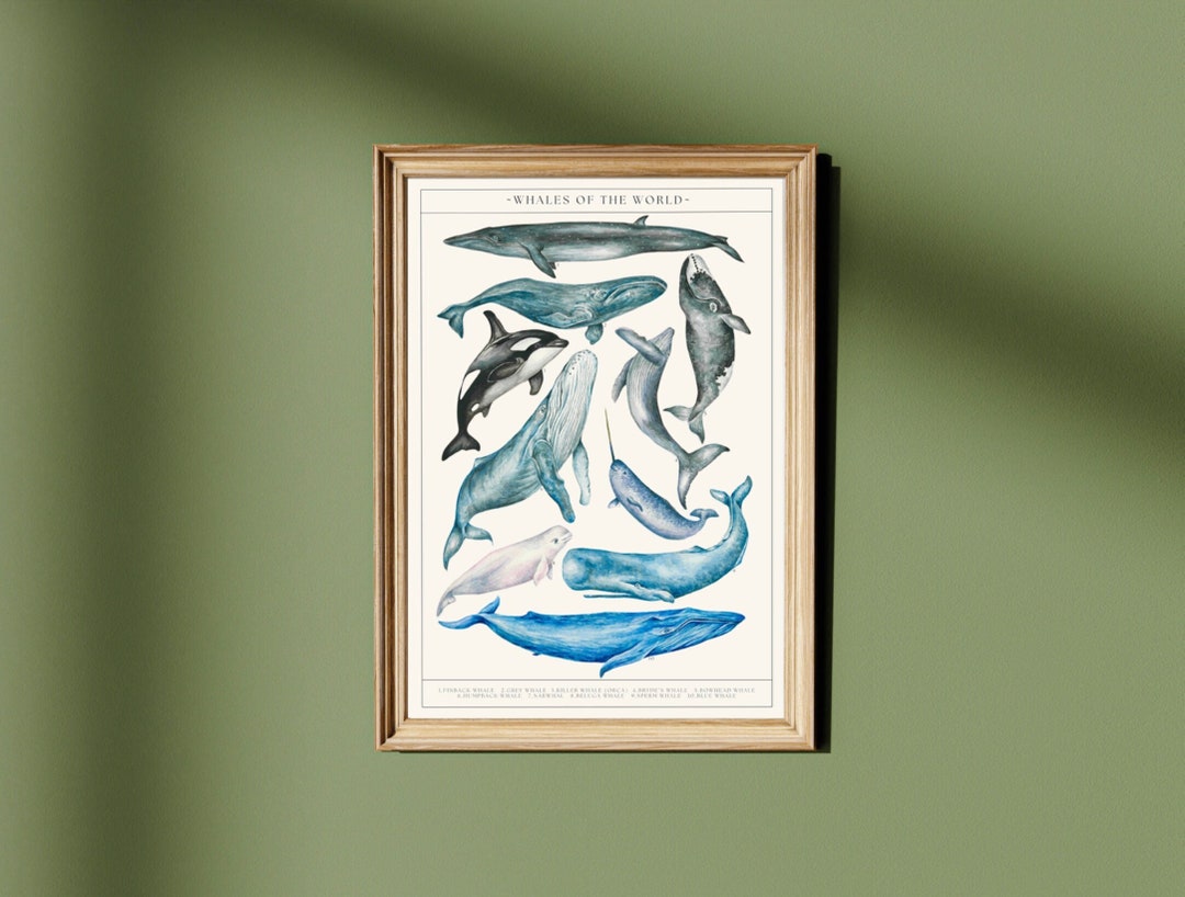 Whales of the World Watercolour Print, Types of Whale Wall Art, Blue ...
