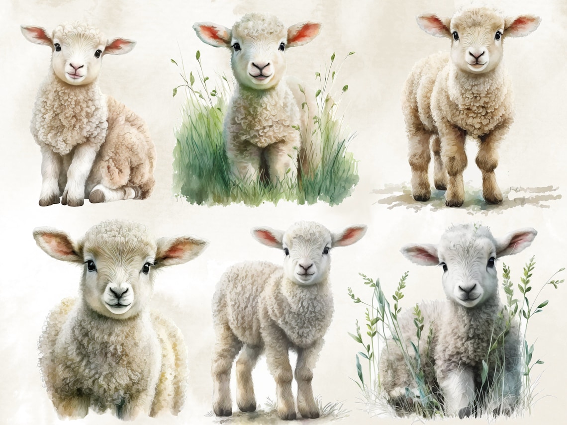 Baby Sheep Clipart Lamb Clipart Watercolor Digital Art Clip - Etsy