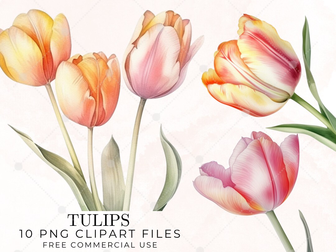 Tulip Clipart, Watercolor Tulips, Flower, Watercolor Digital Art, Clip ...