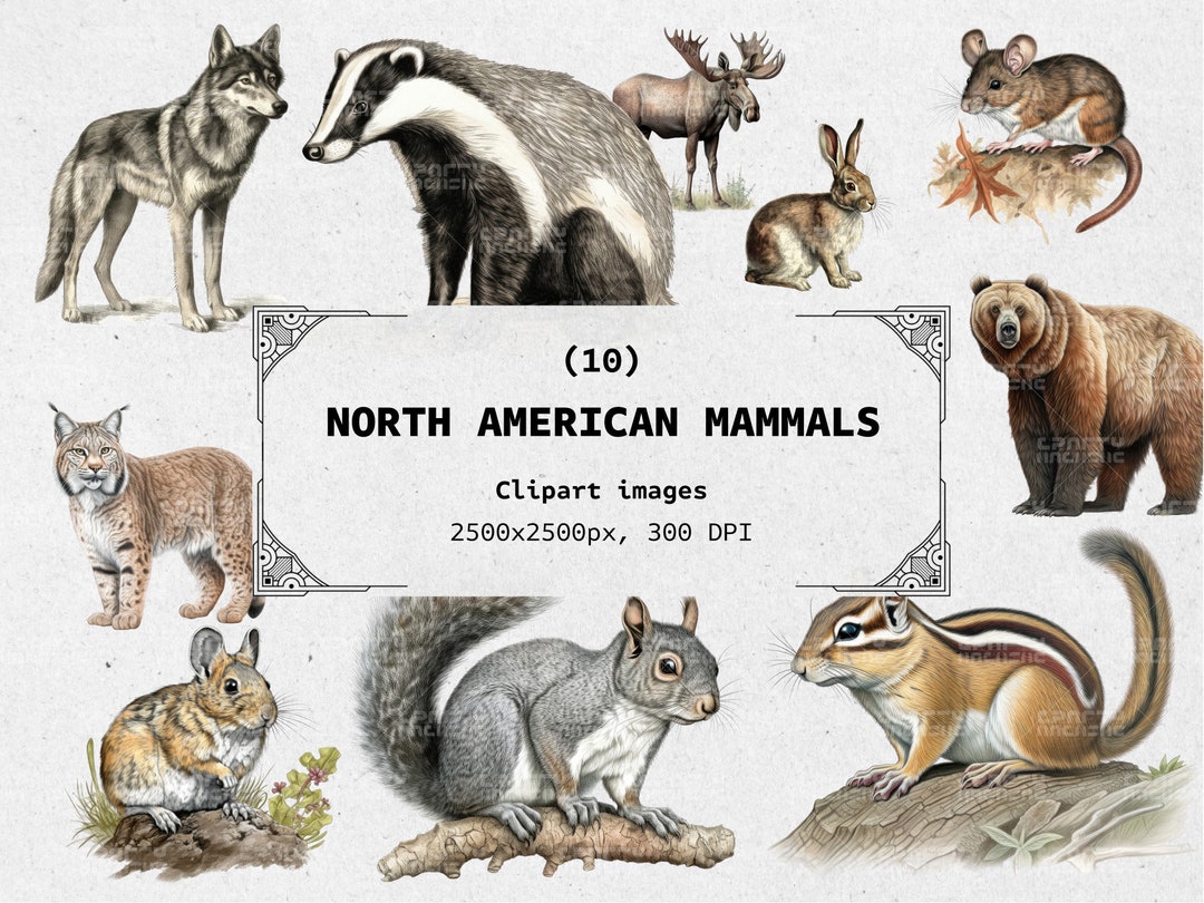 10 North American Mammals Clip Art Colourful Illustration - Etsy