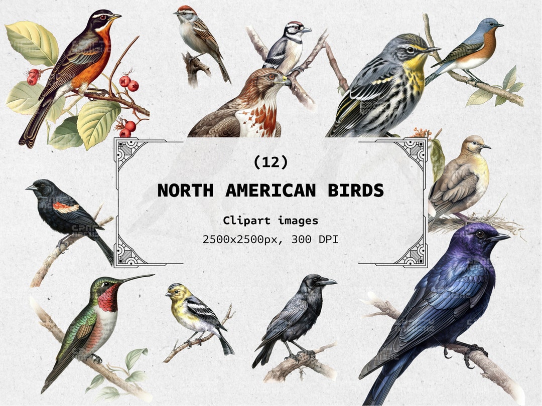 12 North American Birds Clip Art, Colourful Illustration, Digital ...