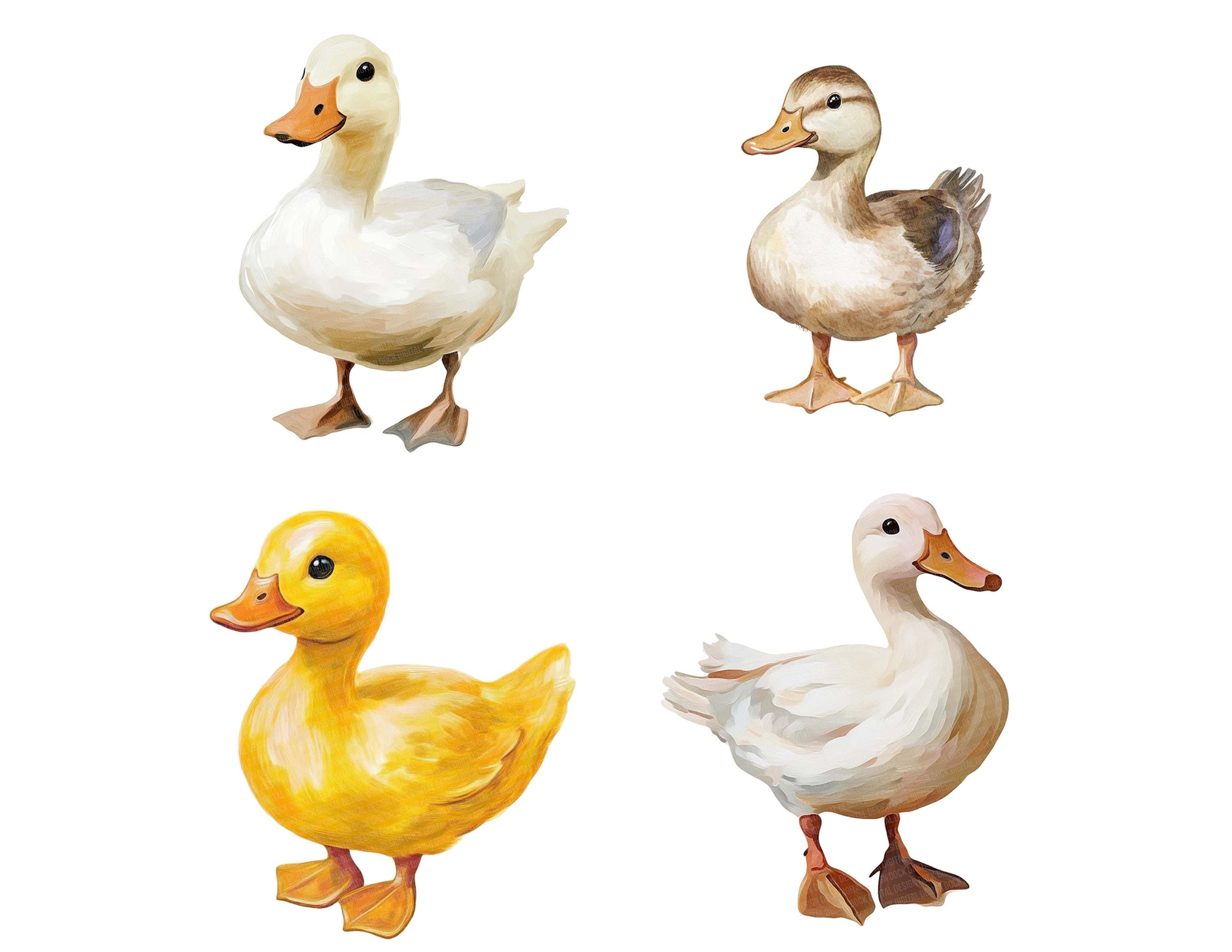 Duck PNG Clipart, 12x Oil Painted Farm Duck Clip Art Set, Printable ...