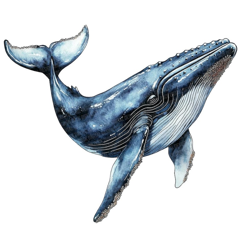 Whale PNG Clipart, 12x Watercolor Ocean Animals Clip Art Set, Printable ...