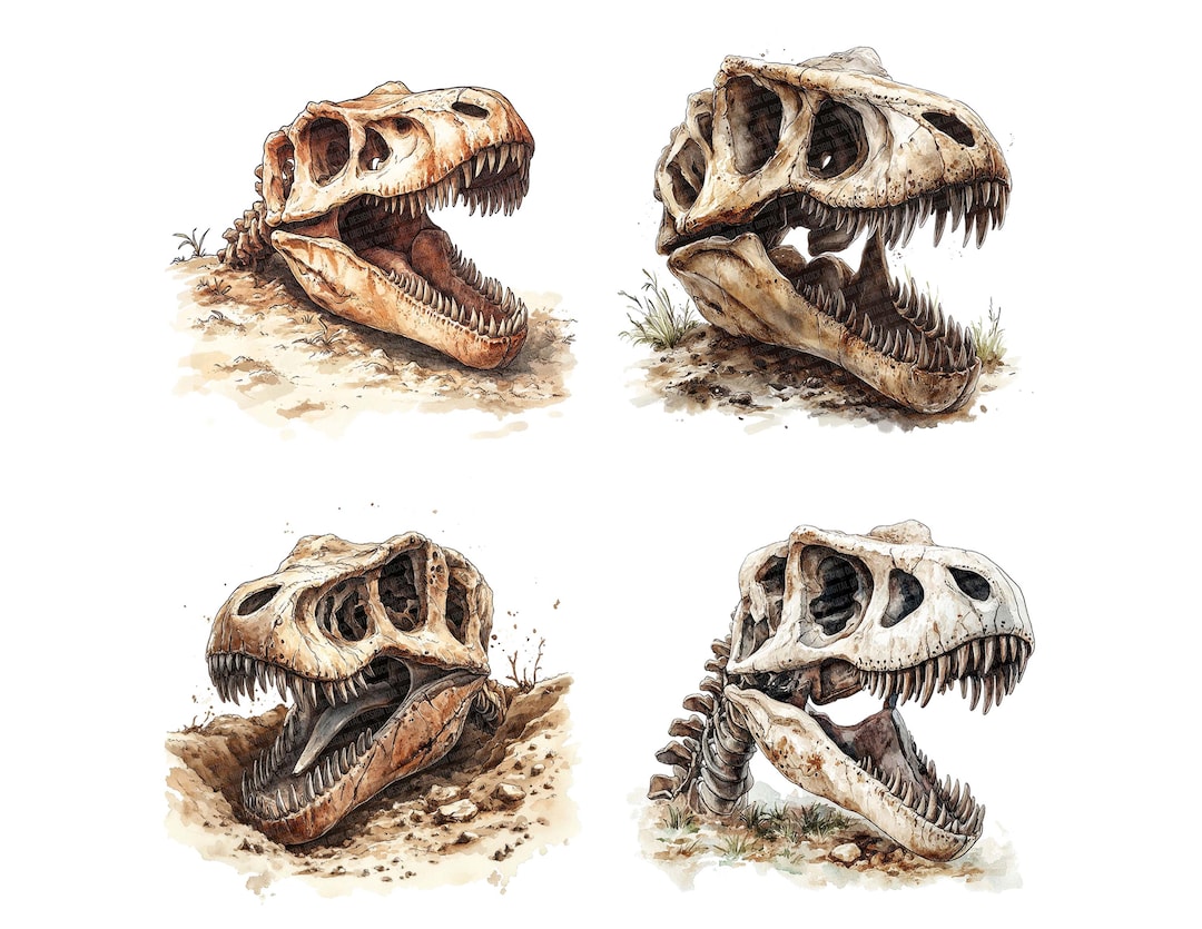 T Rex Skull Png Clipart 12x Dinosaur Fossil Clip Art Set Printable