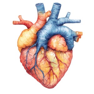 12 Human Heart Watercolor Clipart, Anatomy Illustration Art, Printable ...