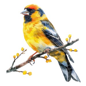 12 Goldfinch Clipart, Watercolor Bird Clipart, Printable Watercolor ...